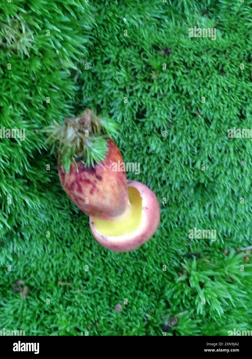 Bolete bicolor hi-res stock photography and images - Alamy