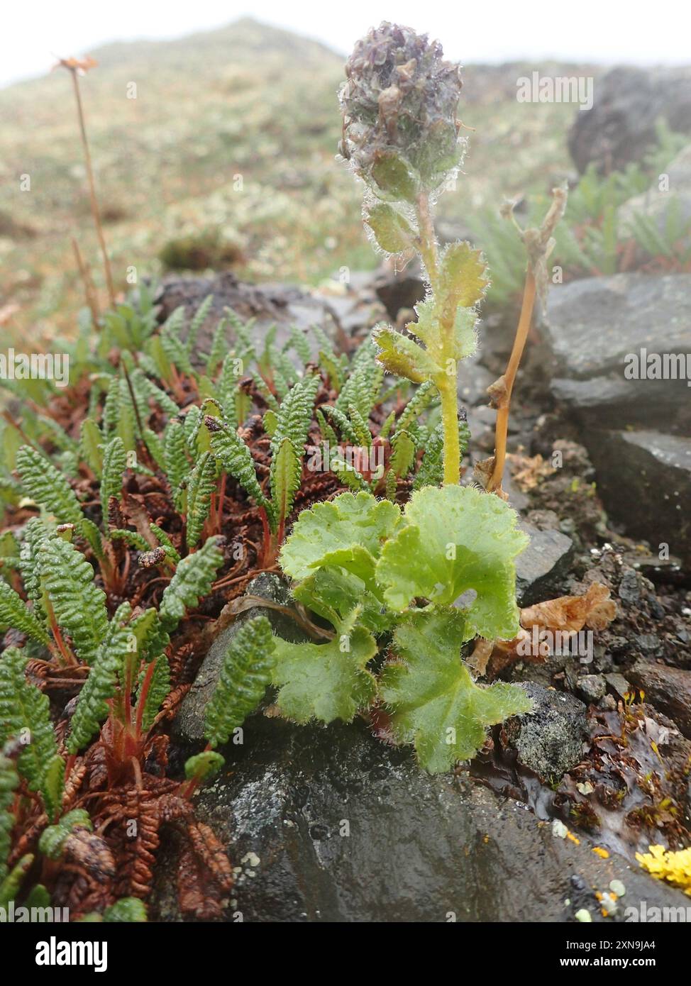 Alaska Kittentail (Veronica alaskensis) Plantae Stock Photo - Alamy