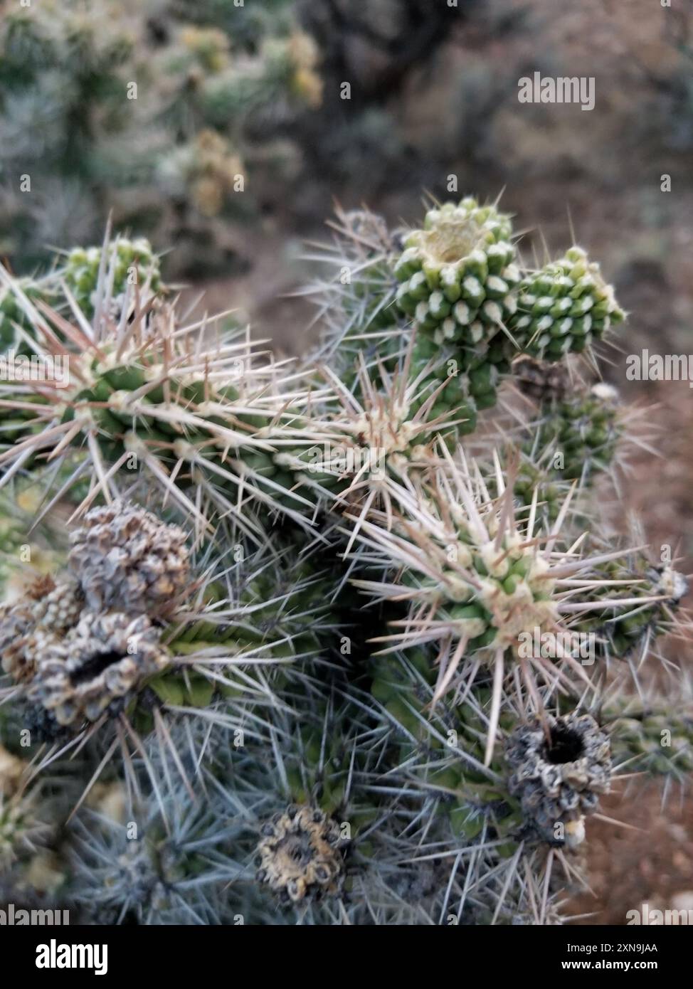 Whipple Cholla (Cylindropuntia whipplei) Plantae Stock Photo - Alamy
