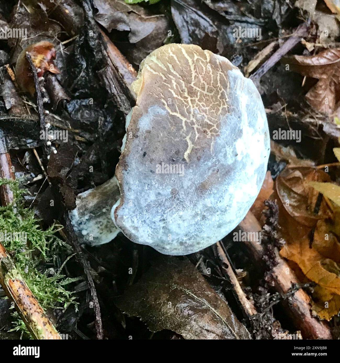 bolete mould (Hypomyces chrysospermus) Fungi Stock Photo - Alamy
