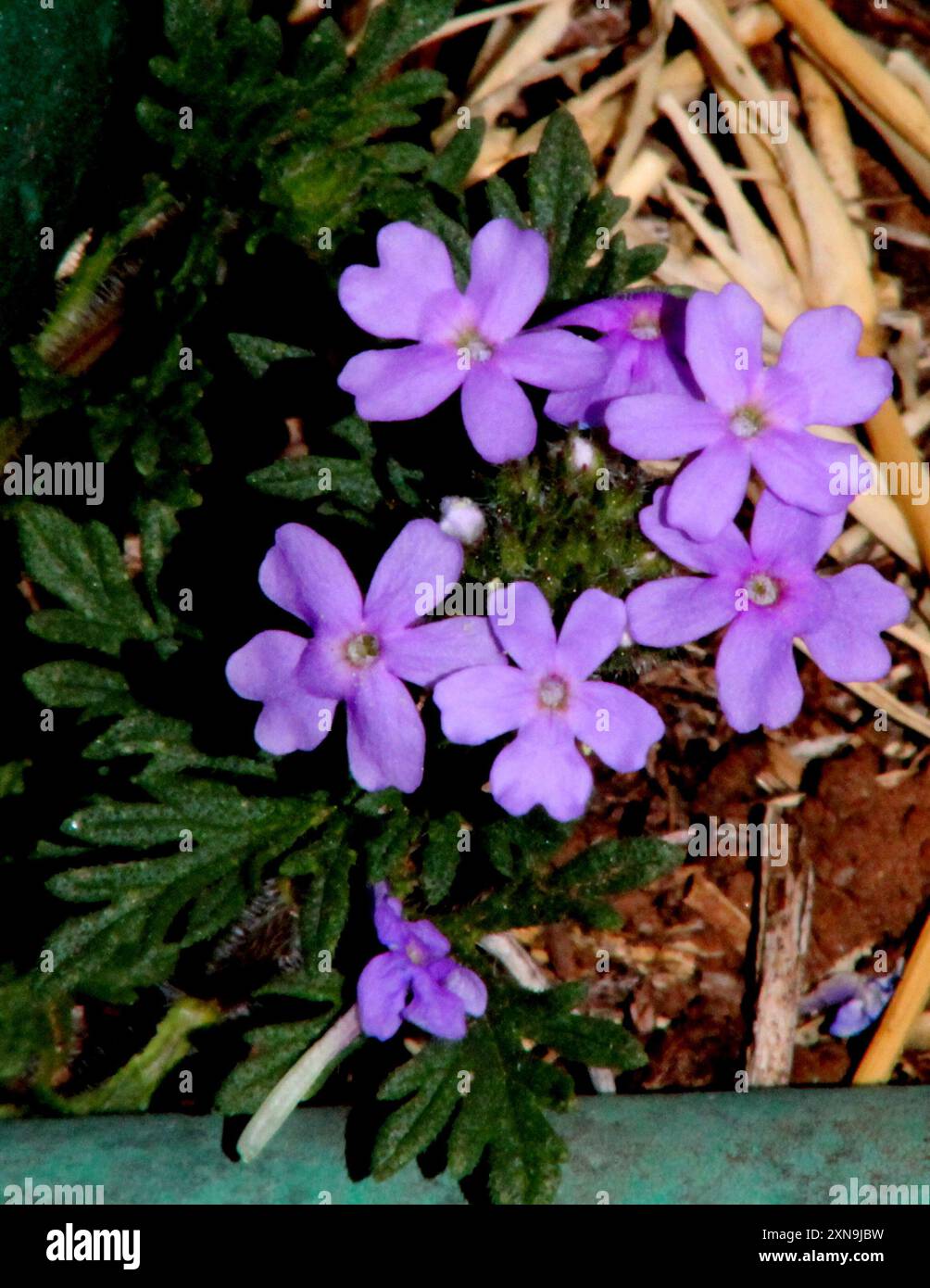 Dwarf Verbena (Glandularia pumila) Plantae Stock Photo - Alamy