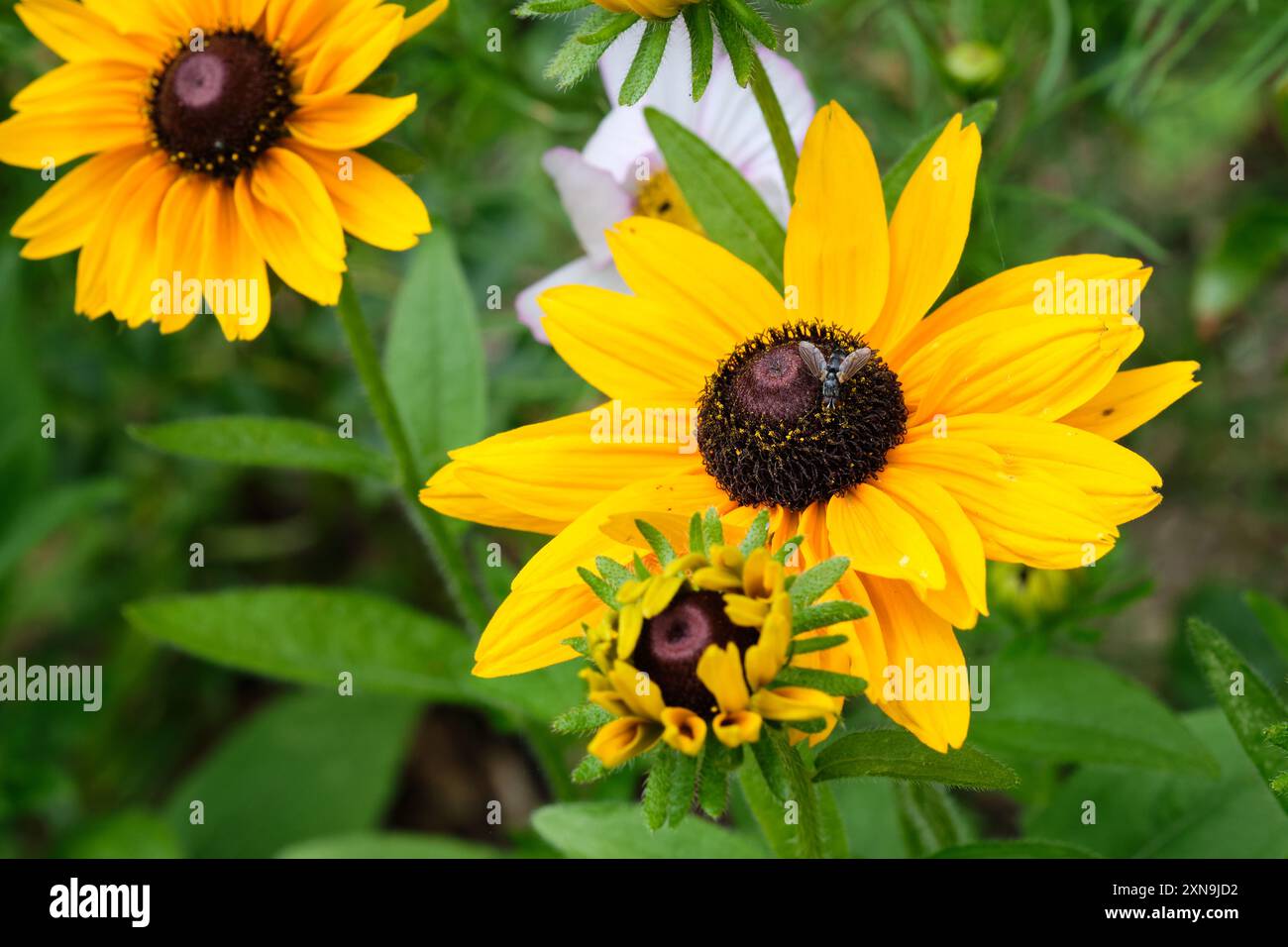 Orange flowers of Rudbeckia hirta Marmalade plants in a summertime ...