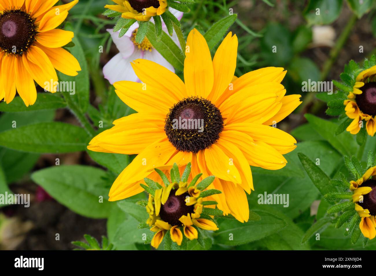 Orange flowers of Rudbeckia hirta Marmalade plants in a summertime ...