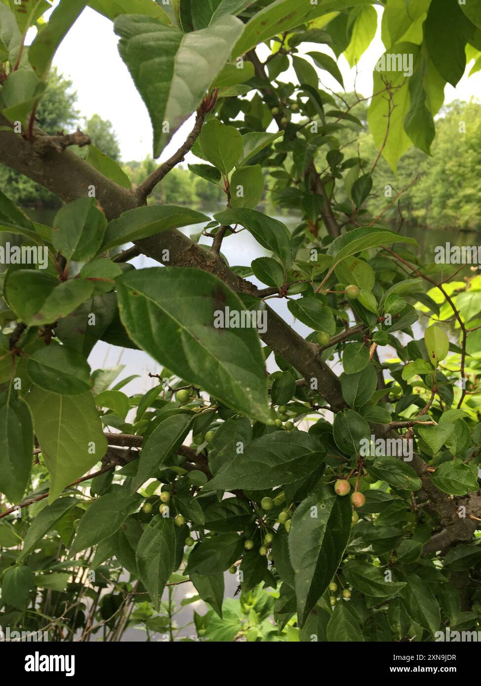 Hupeh Crabapple (Malus hupehensis) Plantae Stock Photo - Alamy