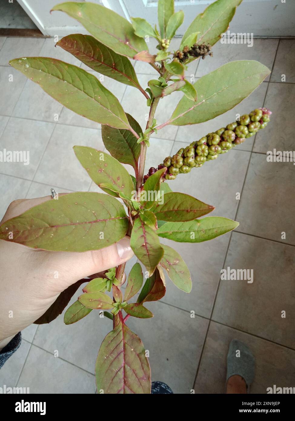 Inkweed (Phytolacca octandra) Plantae Stock Photo - Alamy