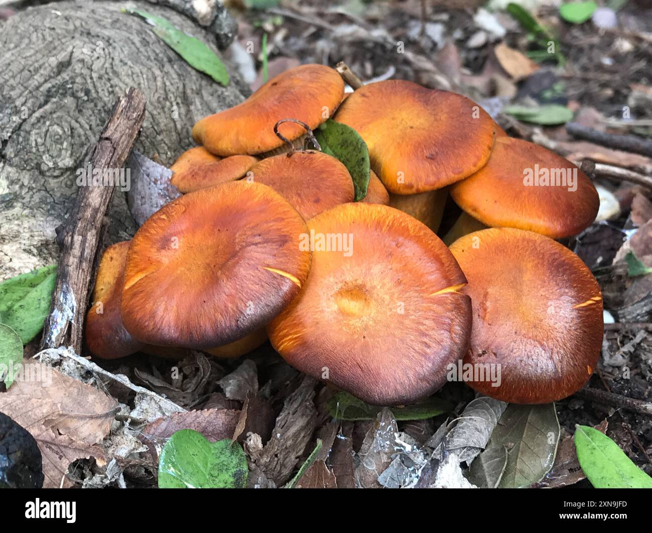 Common Gilled Mushrooms and Allies (Agaricales) Fungi Stock Photo - Alamy