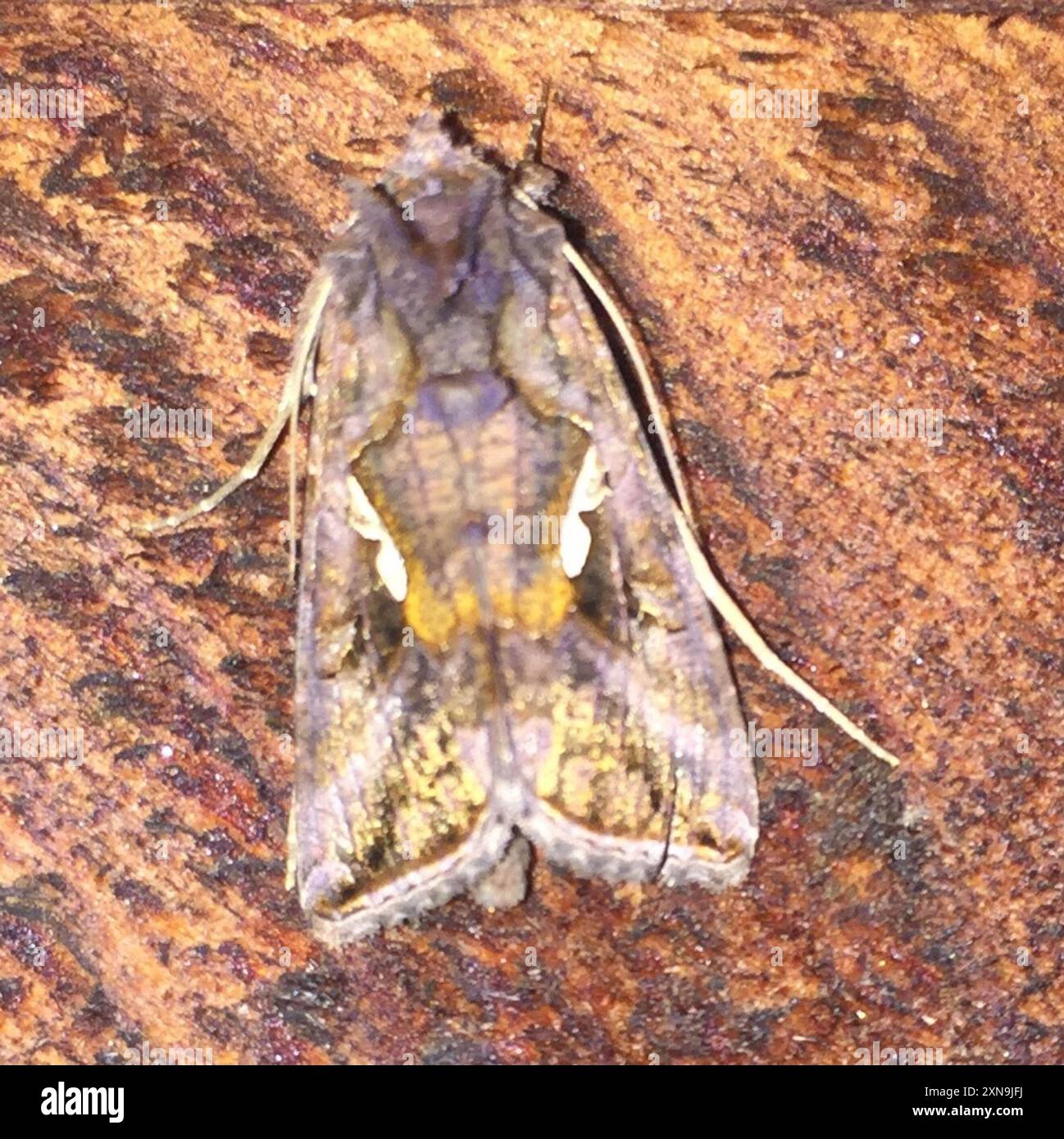 Common Looper Moth (Autographa precationis) Insecta Stock Photo - Alamy