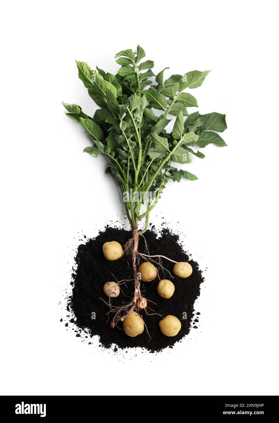 Potato plant with tubers and soil isolated on white, top view Stock ...