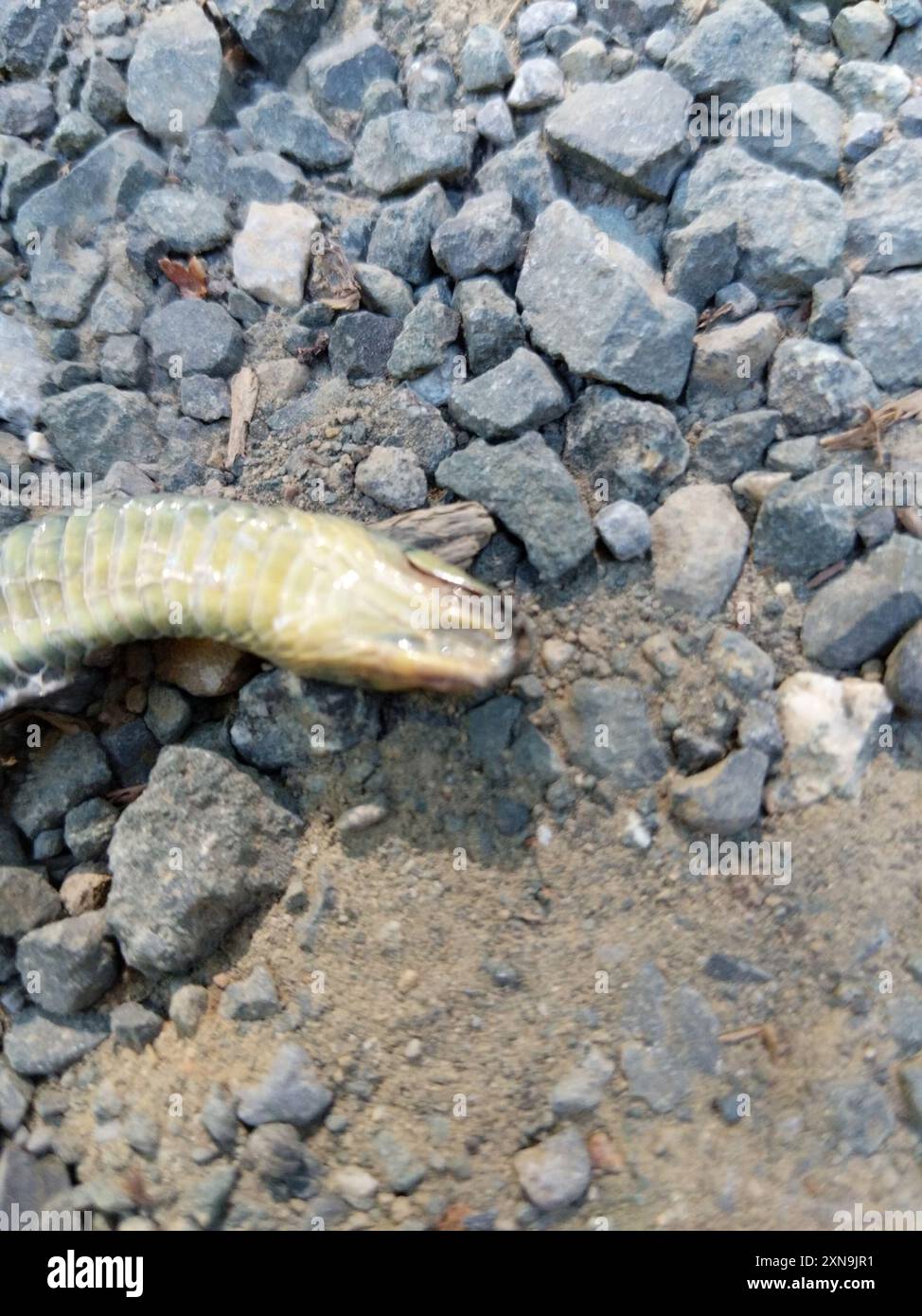 Santa Cruz Aquatic Garter Snake (Thamnophis atratus atratus) Reptilia ...