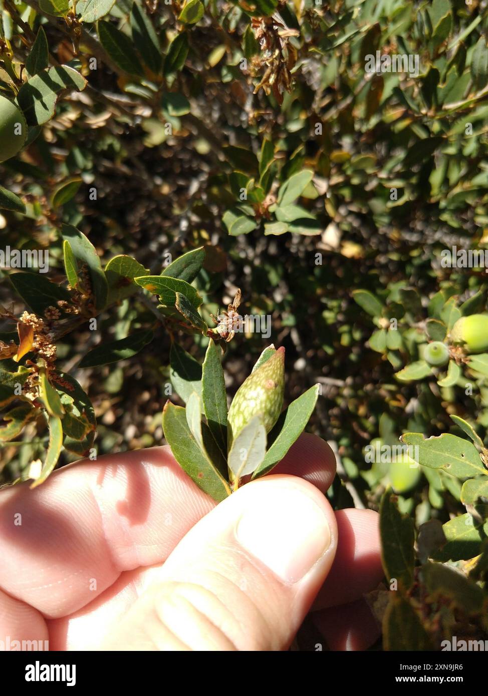 Beaked Spindle Gall Wasp (Heteroecus pacificus) Insecta Stock Photo - Alamy