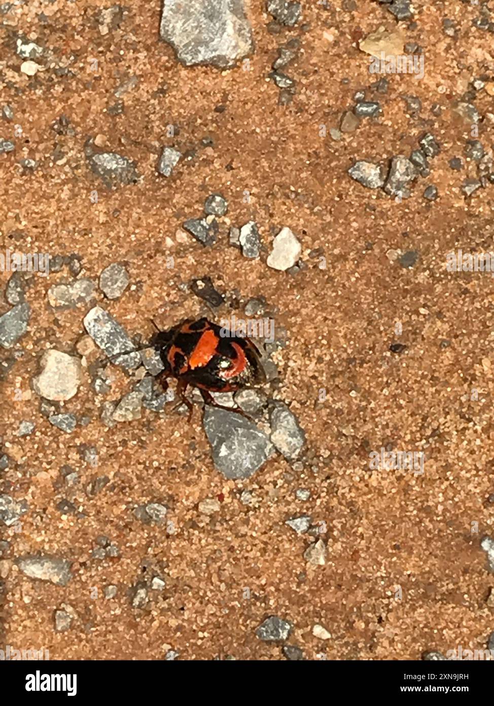 Anchor stink bug hi-res stock photography and images - Alamy