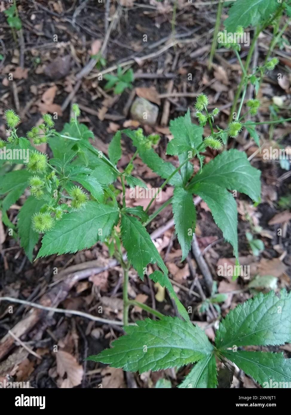 Black Snakeroot (Sanicula canadensis) Plantae Stock Photo - Alamy