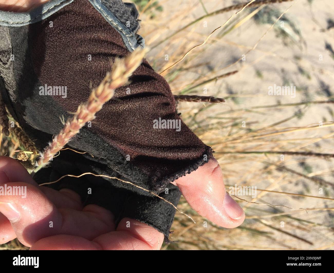 Big Galleta (Hilaria rigida) Plantae Stock Photo - Alamy