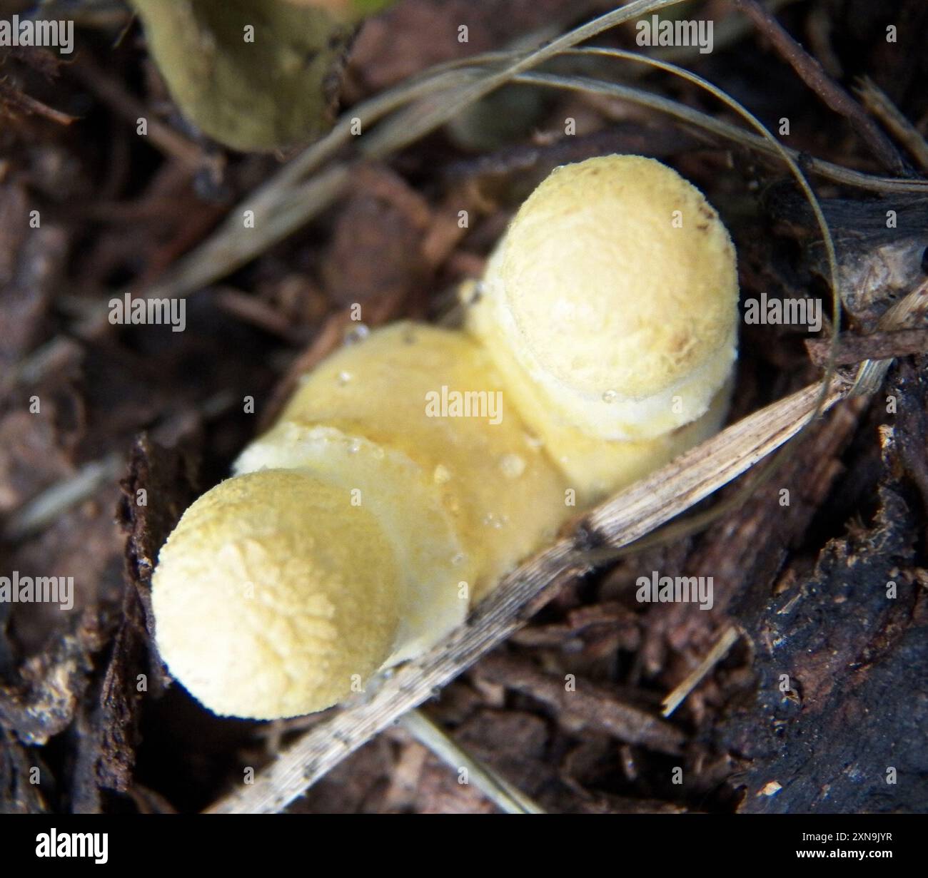 flowerpot parasol (Leucocoprinus birnbaumii) Fungi Stock Photo - Alamy