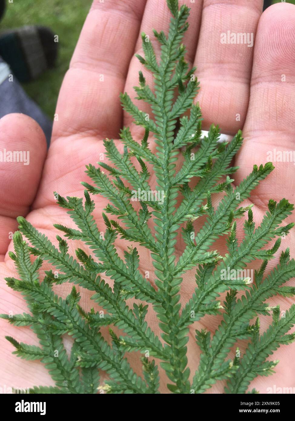 spikemosses (Selaginella) Plantae Stock Photo - Alamy