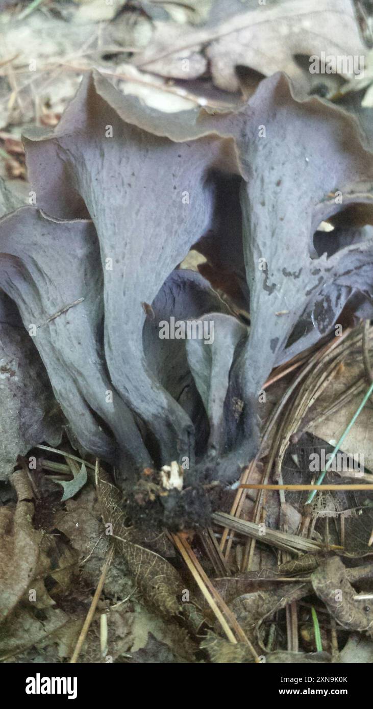 Eastern Black Trumpet (Craterellus fallax) Fungi Stock Photo - Alamy