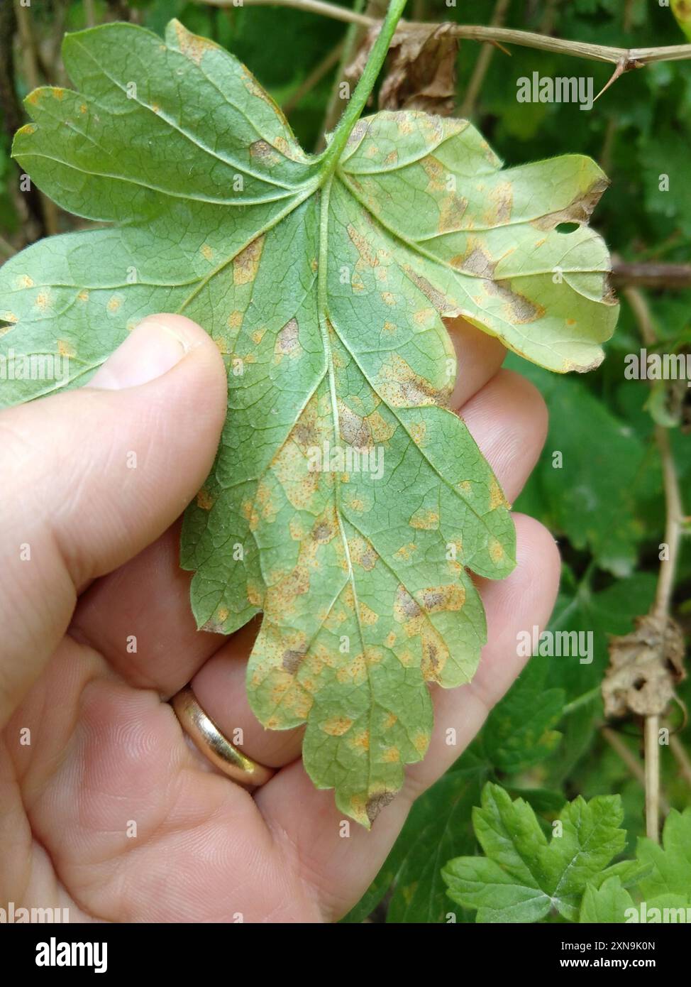 white pine blister rust (Cronartium ribicola) Fungi Stock Photo - Alamy