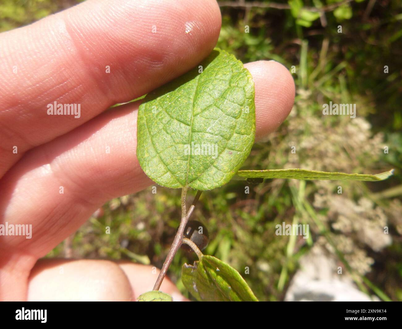 Dwarf Hackberry (Celtis tenuifolia) Plantae Stock Photo - Alamy