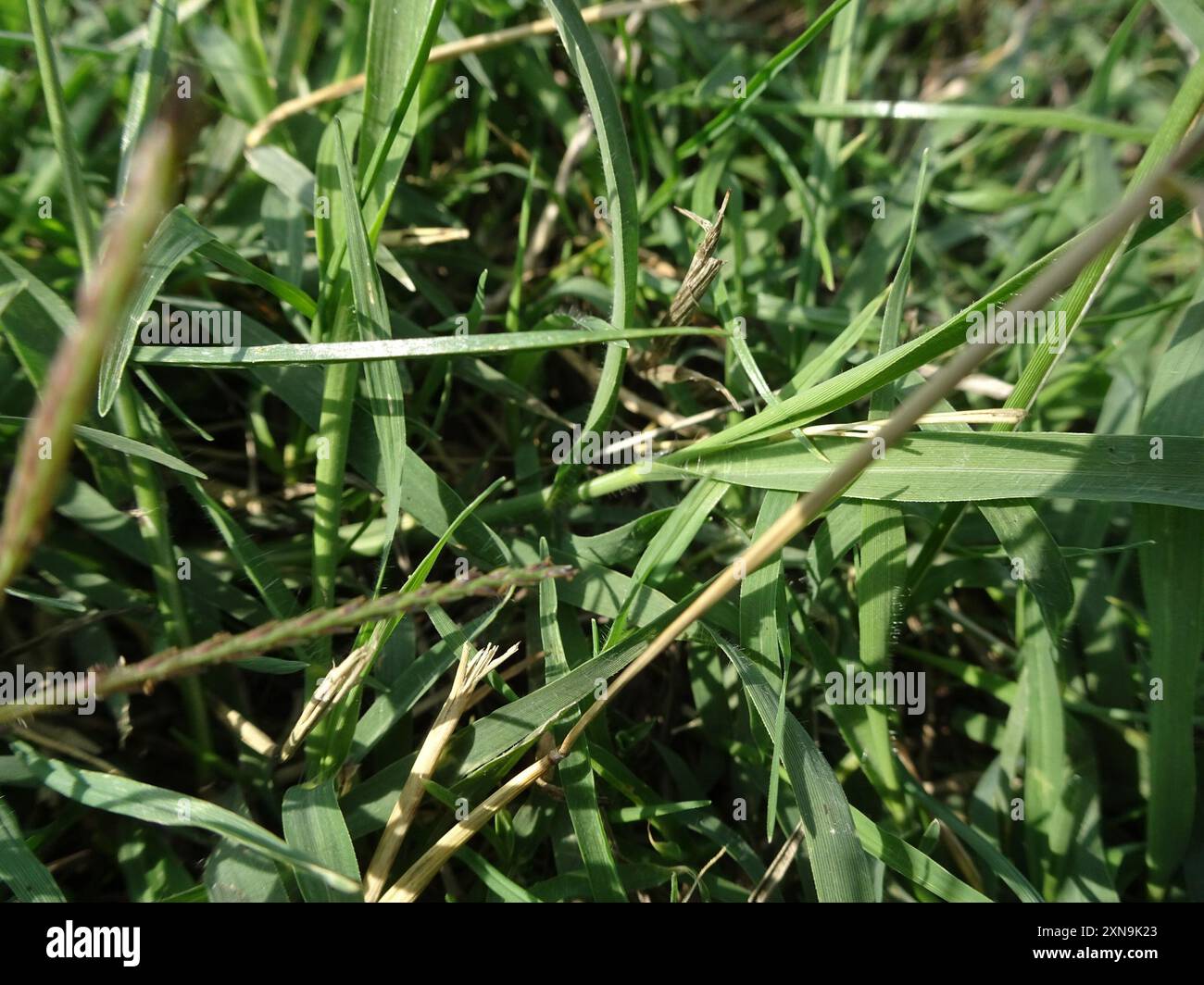 Bermuda grass (Cynodon dactylon) Plantae Stock Photo - Alamy