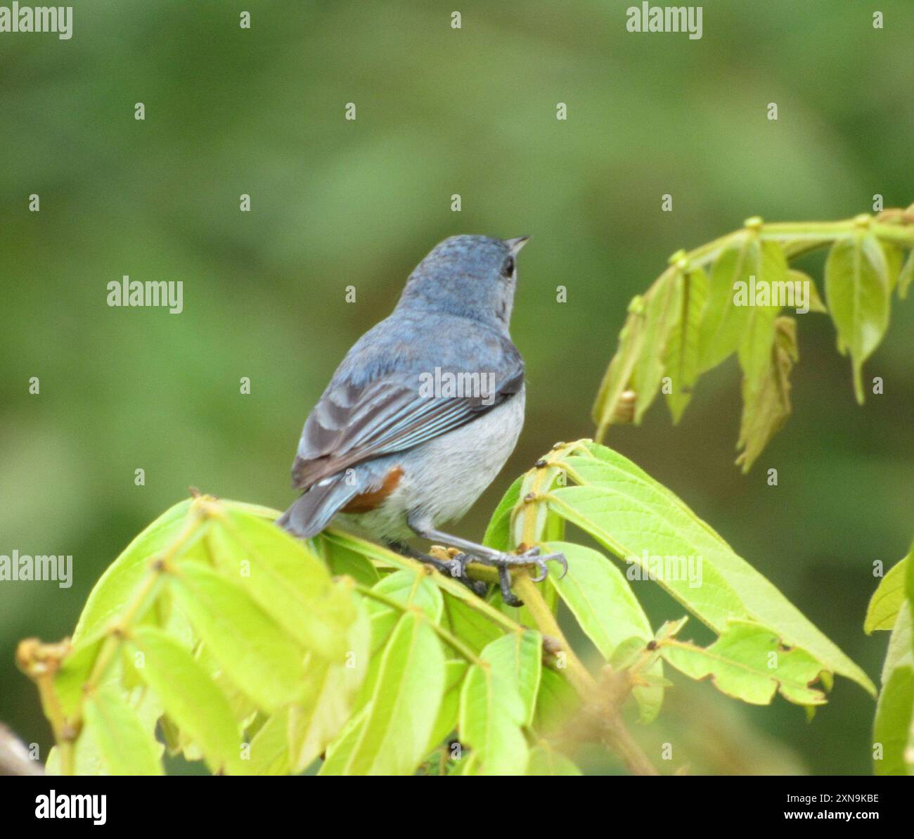 Chestnut-vented Conebill (Conirostrum speciosum) Aves Stock Photo - Alamy