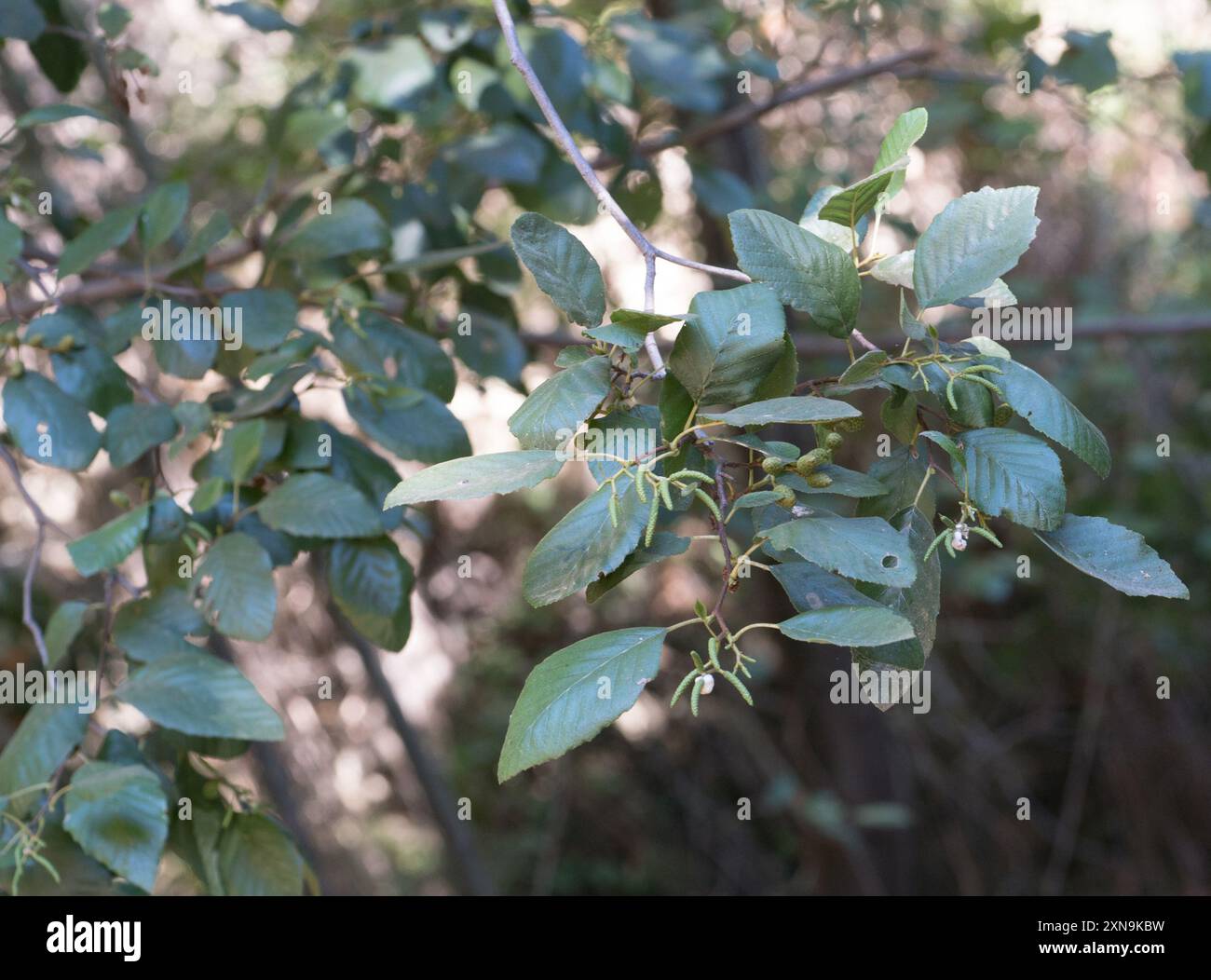 white alder (Alnus rhombifolia) Plantae Stock Photo - Alamy