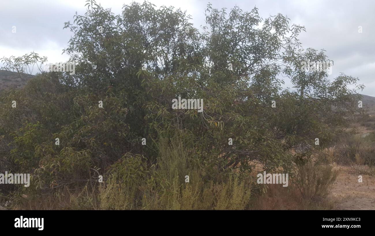 laurel sumac (Malosma laurina) Plantae Stock Photo - Alamy
