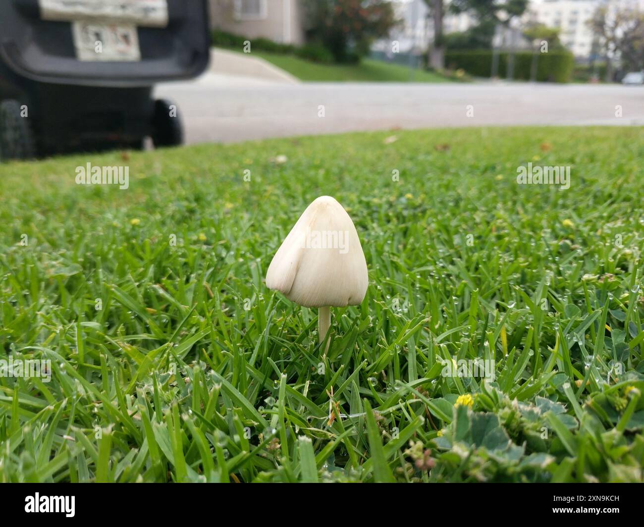 white dunce cap (Conocybe apala albipes) Fungi Stock Photo - Alamy