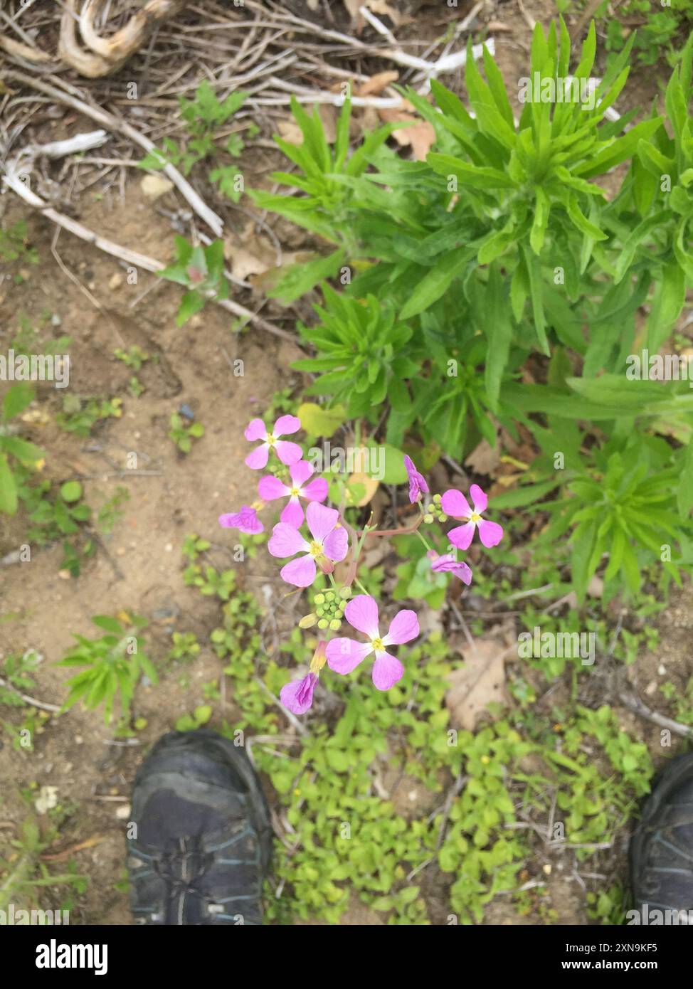 wild and domestic radish (Raphanus raphanistrum sativus) Plantae Stock ...