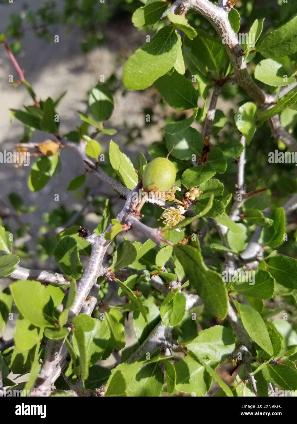 Desert Apricot (Prunus fremontii) Plantae Stock Photo - Alamy