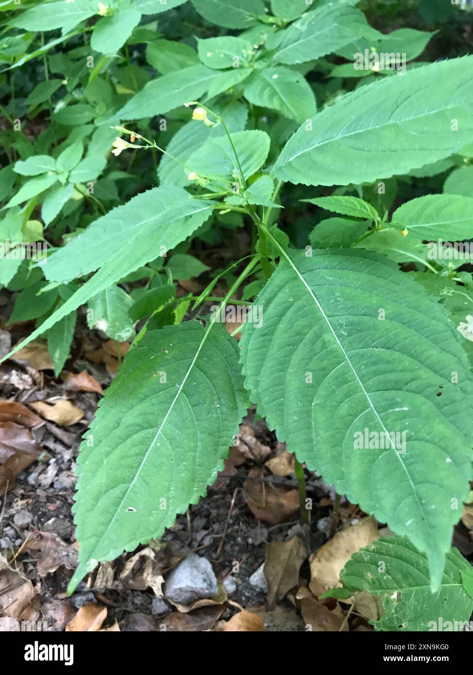 small balsam (Impatiens parviflora) Plantae Stock Photo - Alamy