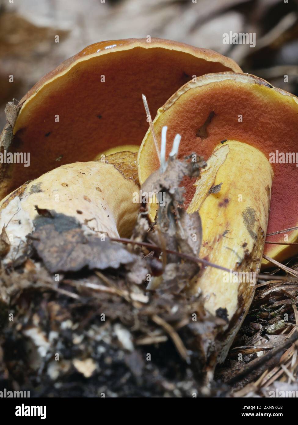 Red-mouth Bolete (Boletus subvelutipes) Fungi Stock Photo - Alamy