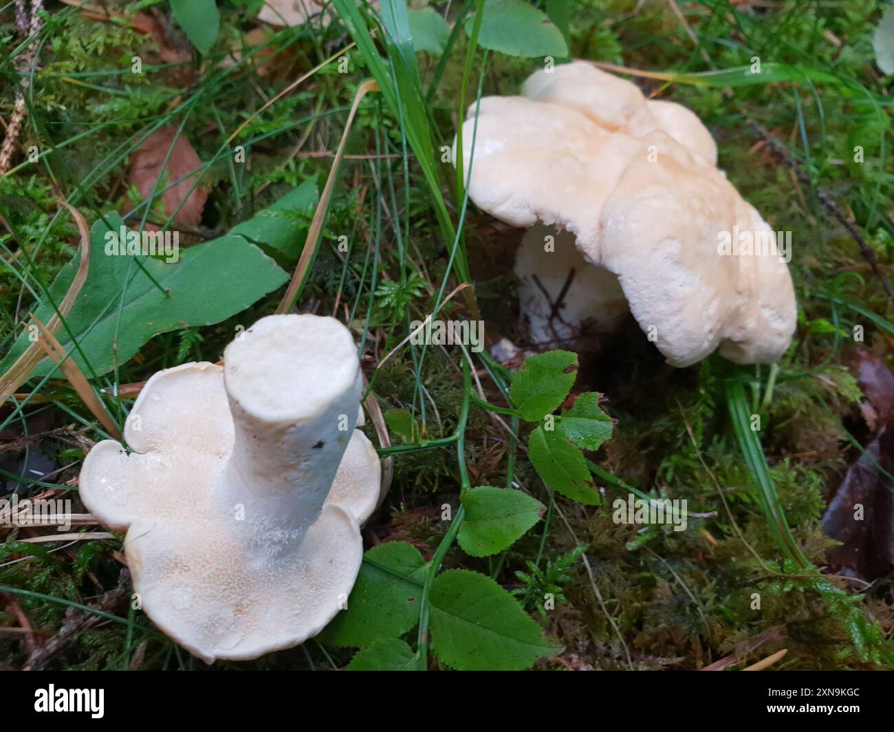 Wood Hedgehog (Hydnum repandum) Fungi Stock Photo - Alamy