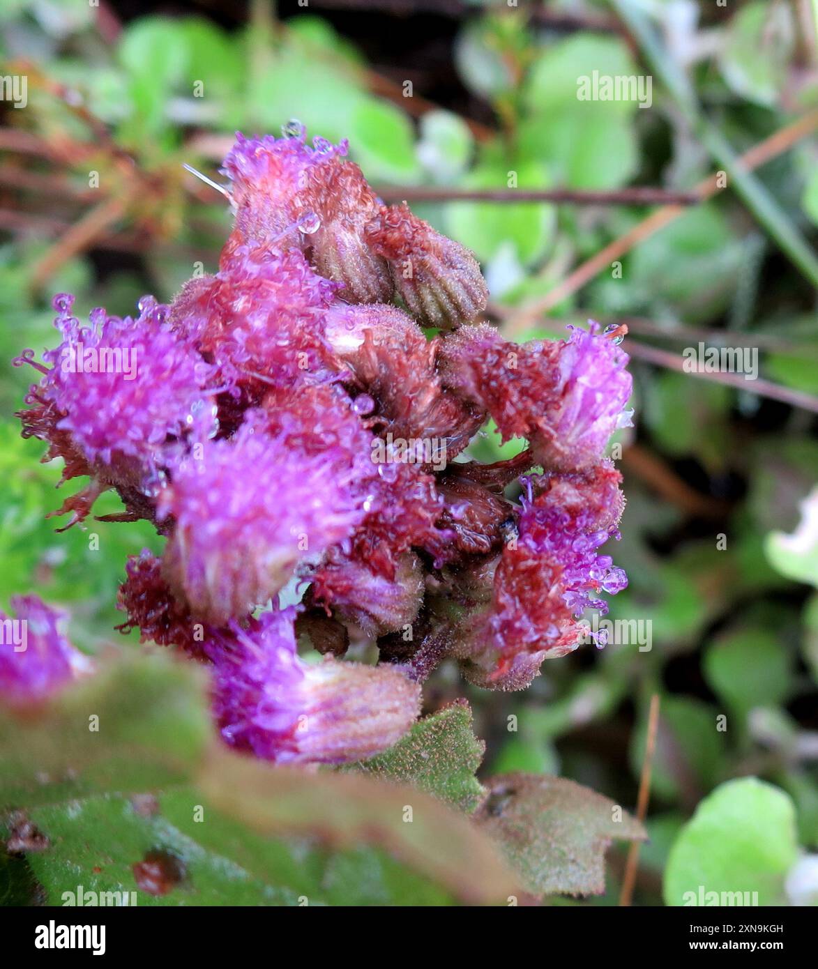 Purple Ragwort (Senecio purpureus) Plantae Stock Photo - Alamy
