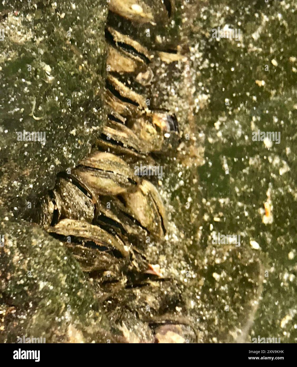 Isognomon isognomon hi-res stock photography and images - Alamy