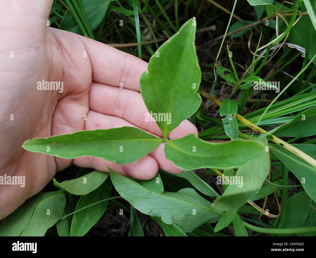 Bogbean (Menyanthes trifoliata) Plantae Stock Photo - Alamy
