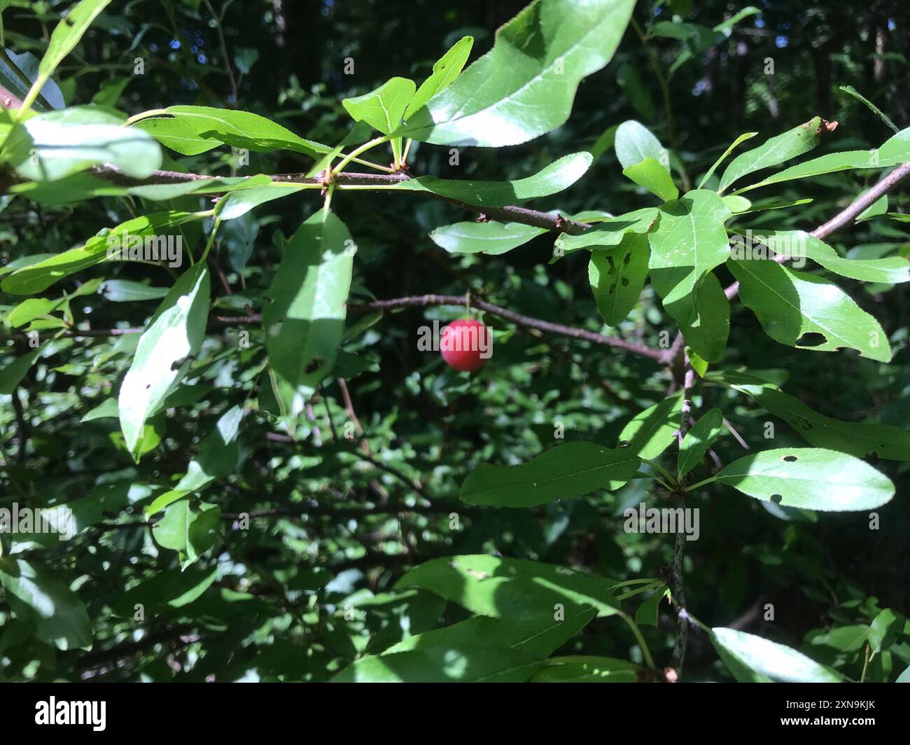 Chickasaw plum (Prunus angustifolia) Plantae Stock Photo - Alamy