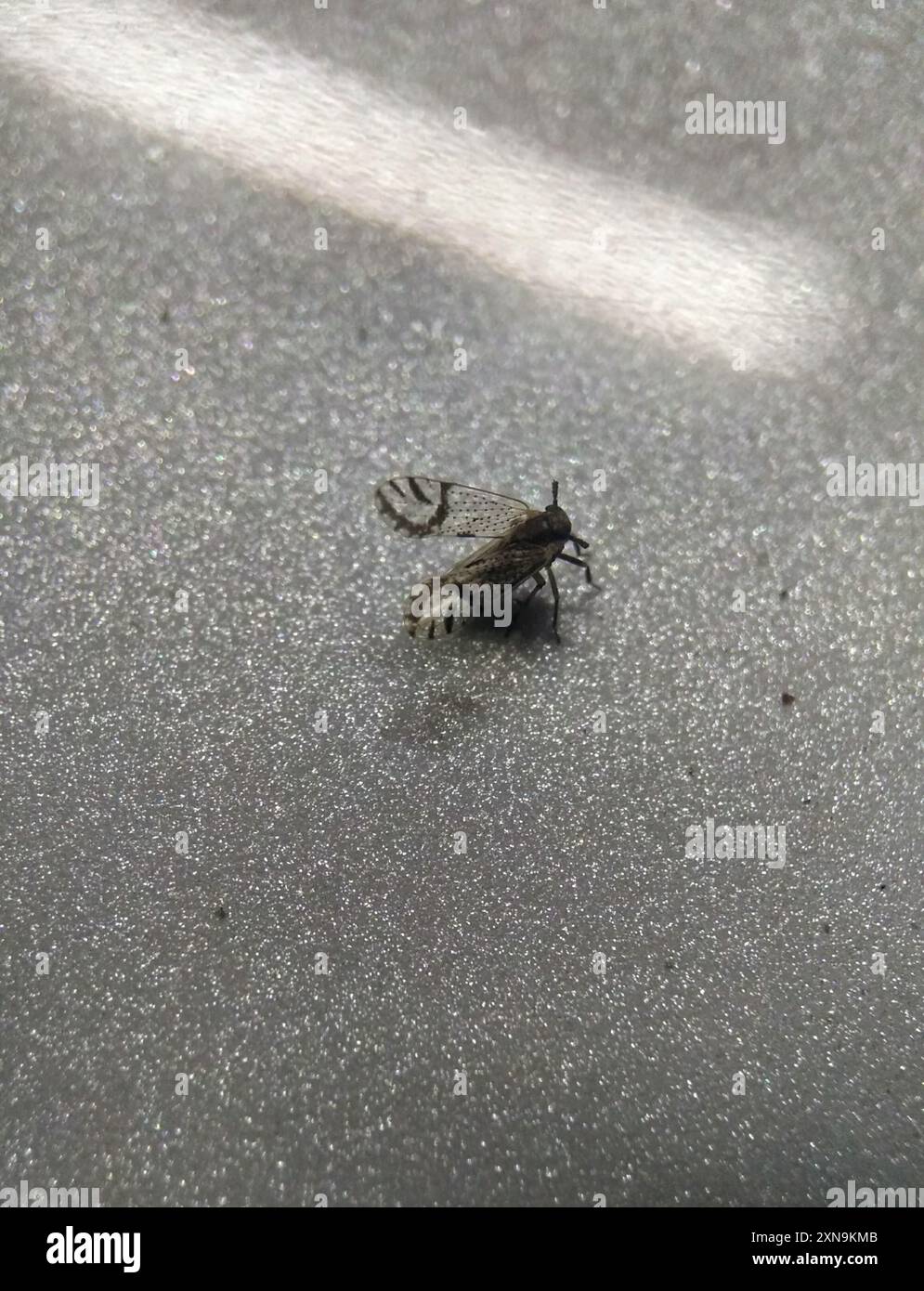 Delphacid Planthoppers (Delphacidae) Insecta Stock Photo - Alamy