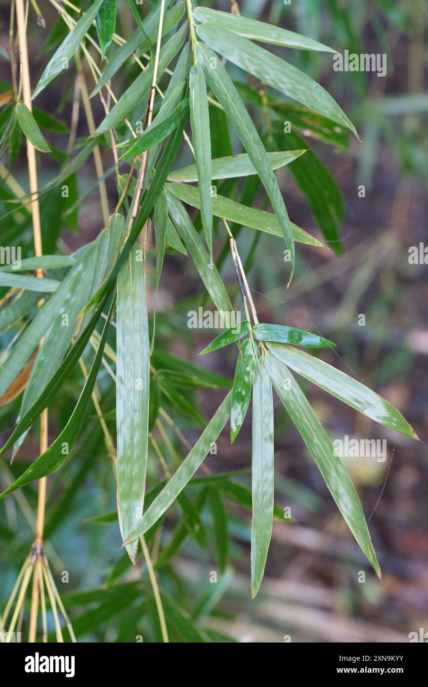 switch cane (Arundinaria tecta) Plantae Stock Photo - Alamy