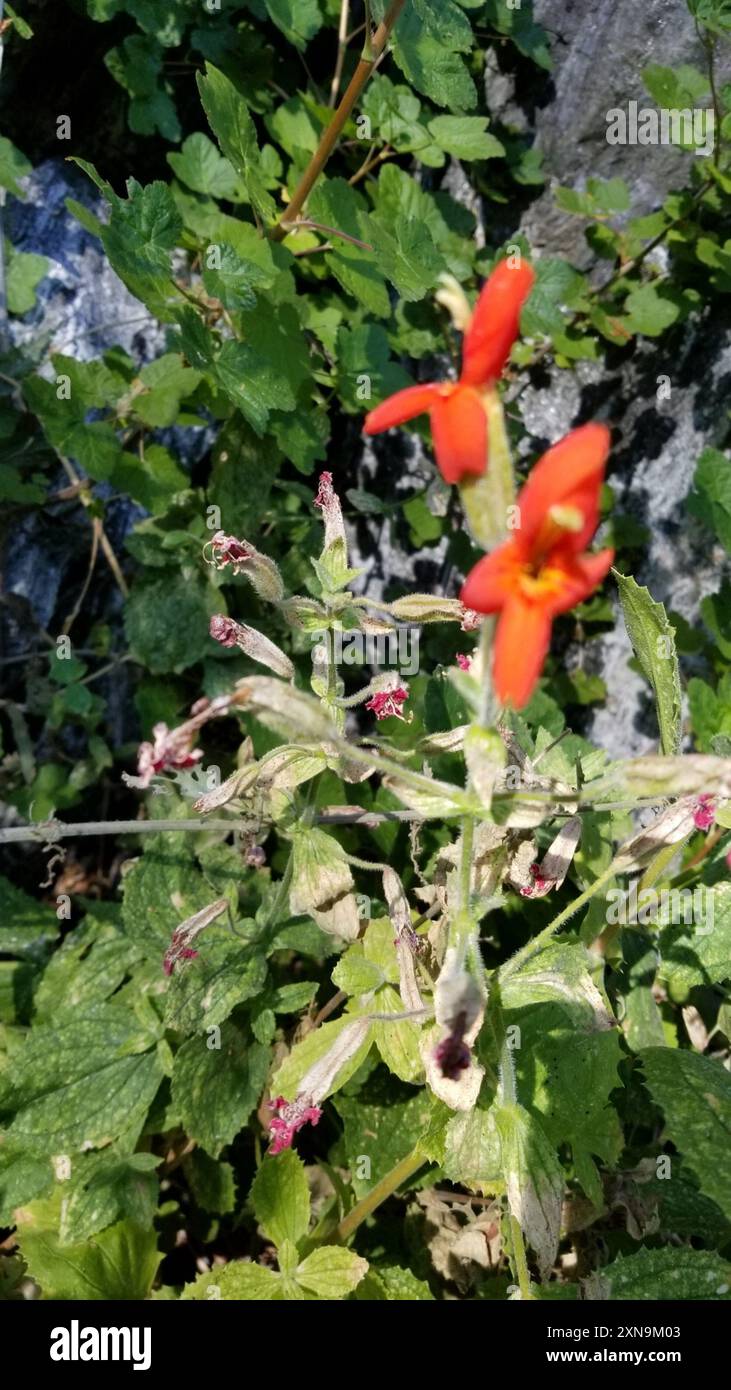 scarlet monkeyflower (Erythranthe cardinalis) Plantae Stock Photo - Alamy