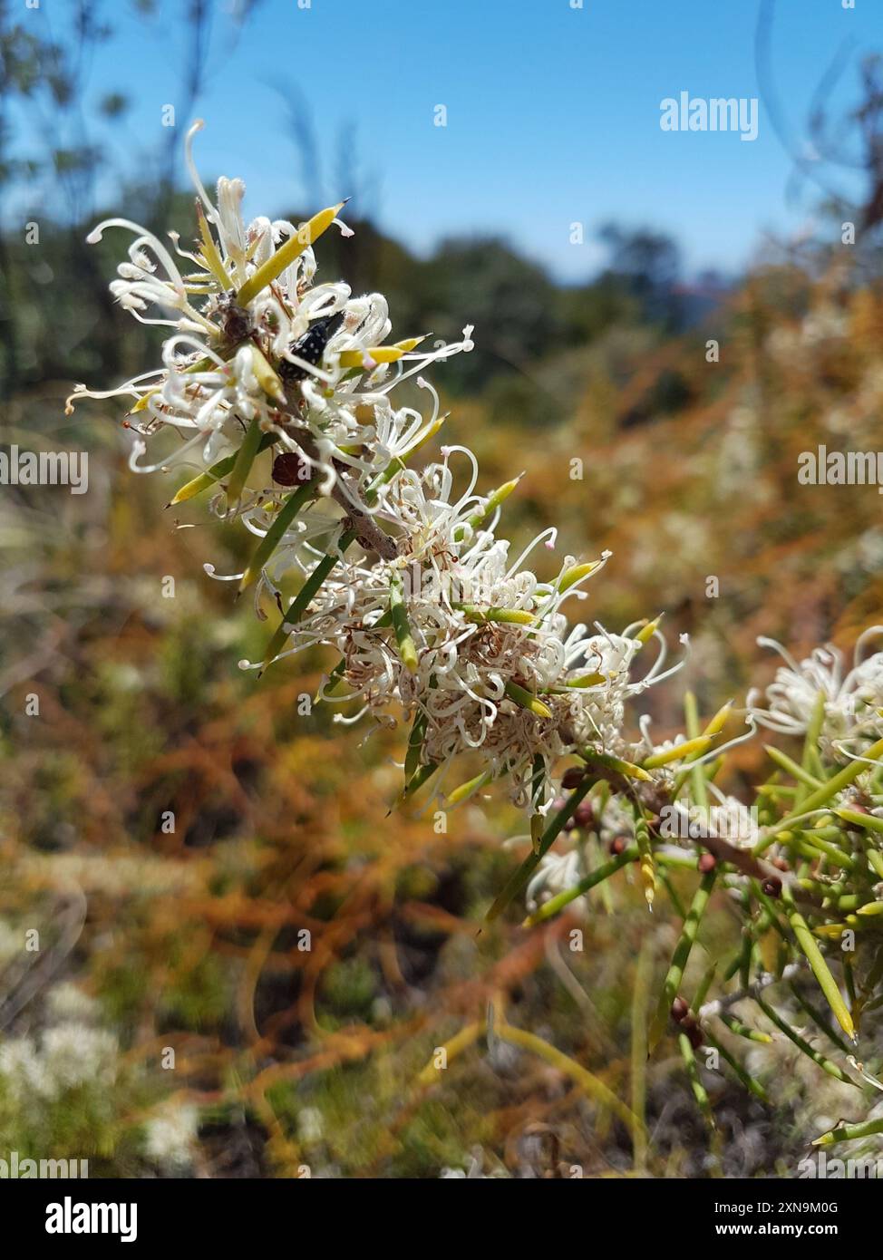 Pincushion trees (Hakea) Plantae Stock Photo - Alamy