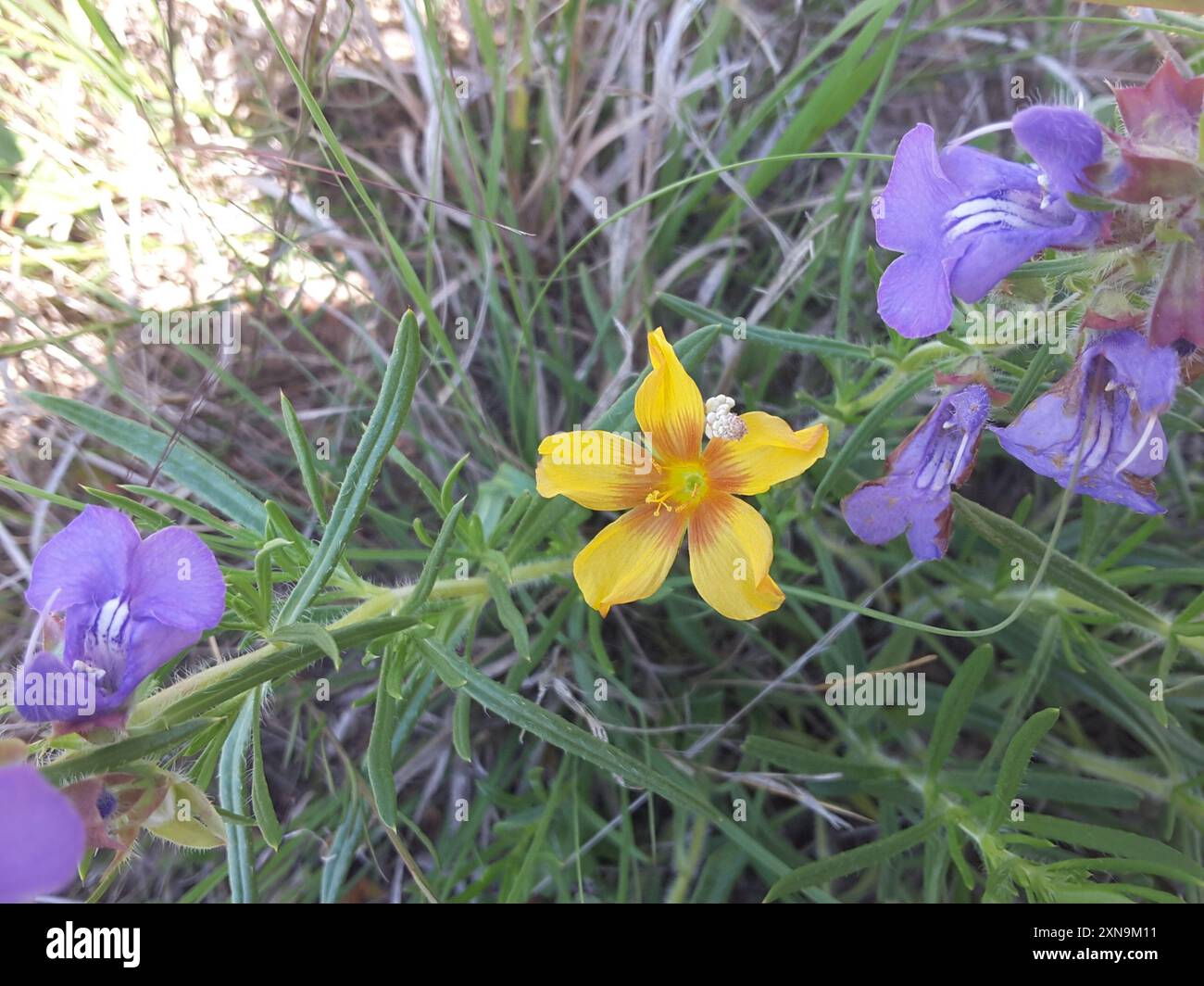 Yellow Flax (Linum rigidum) Plantae Stock Photo - Alamy
