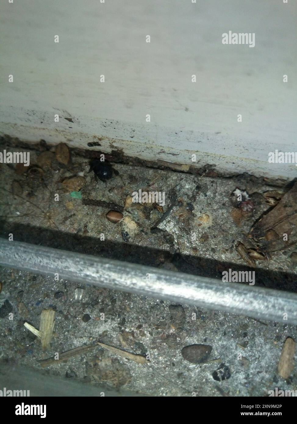 Water, Rove, Scarab, Long-horned, Leaf, and Snout Beetles (Polyphaga ...
