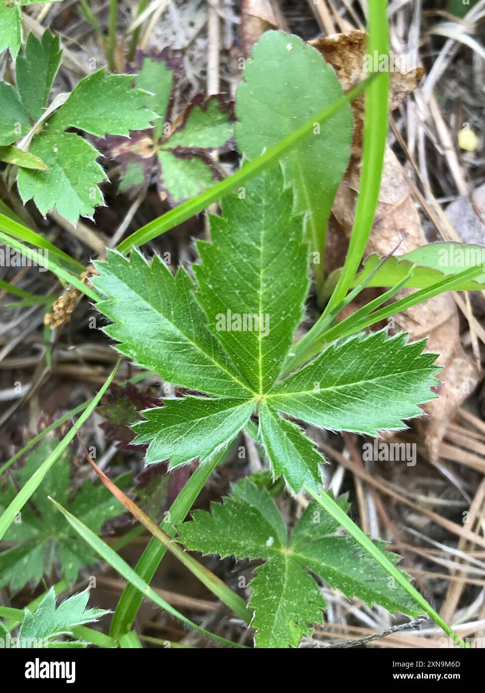 common cinquefoil (Potentilla simplex) Plantae Stock Photo - Alamy