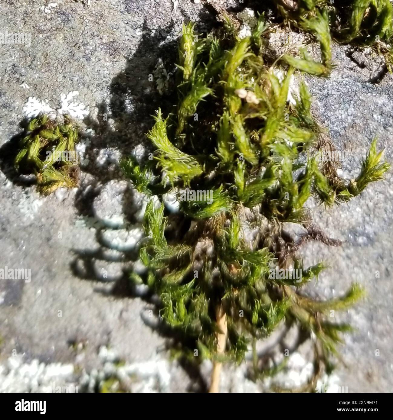 Bristle mosses (Orthotrichum) Plantae Stock Photo - Alamy