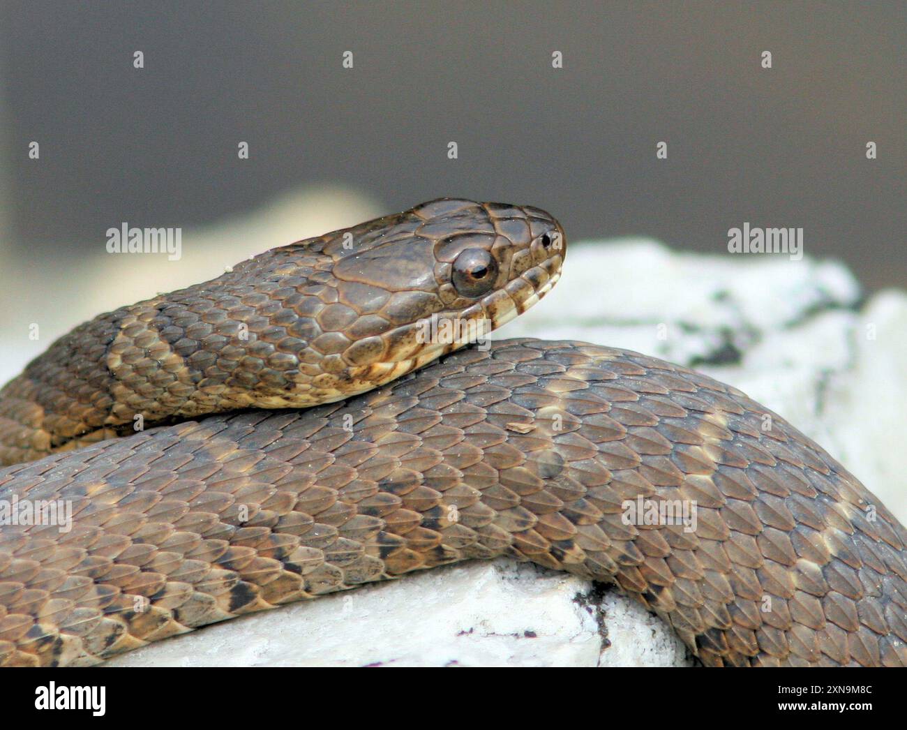 Common Watersnake (Nerodia sipedon) Reptilia Stock Photo - Alamy