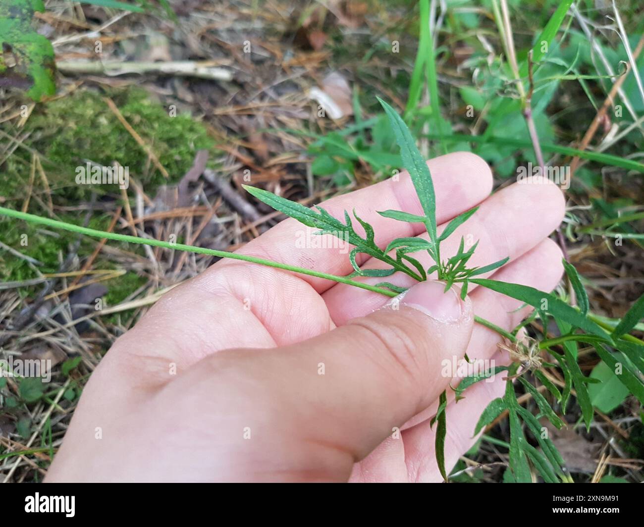 Small Scabious (Scabiosa columbaria) Plantae Stock Photo - Alamy