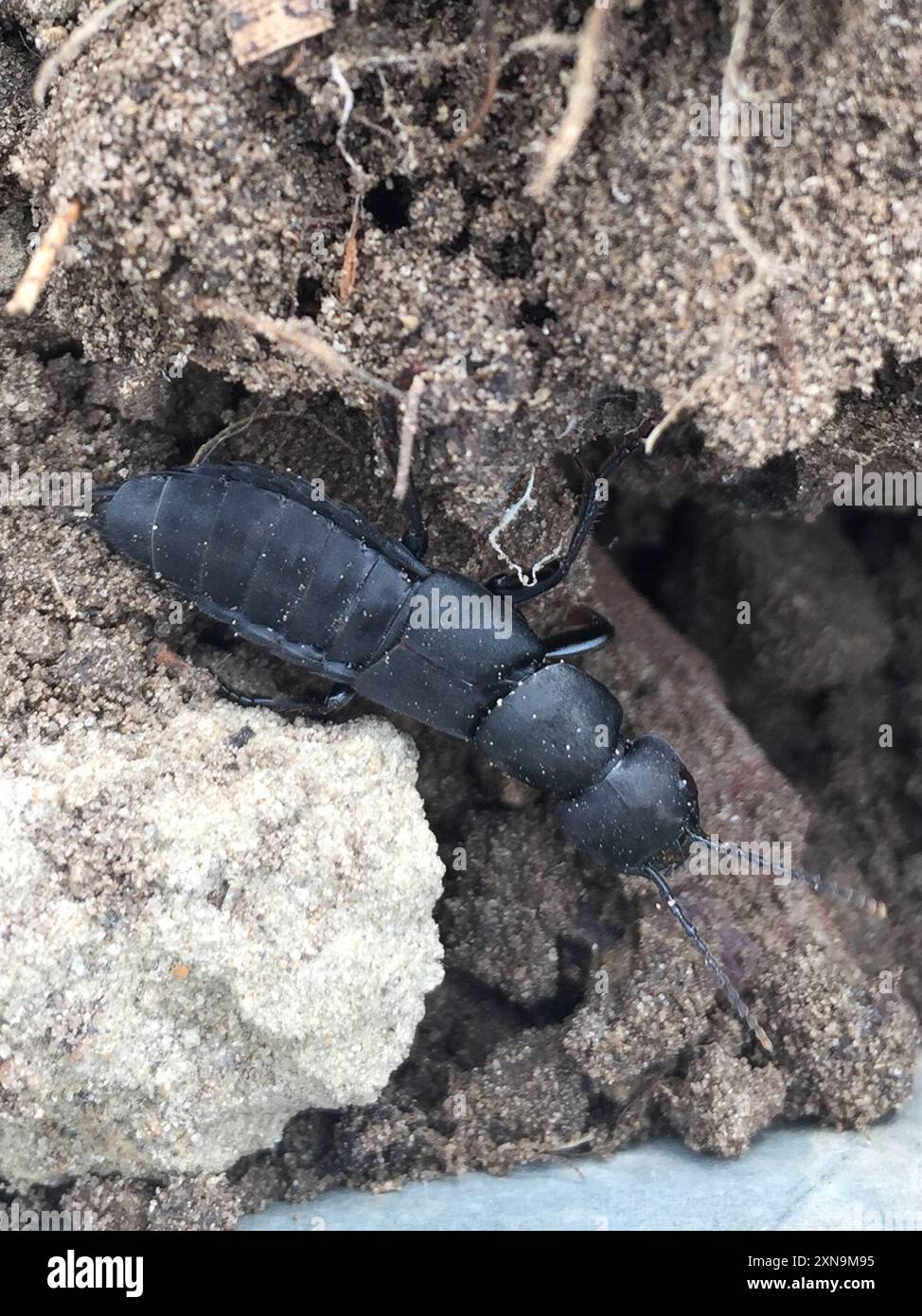 Devil's Coach Horse Beetle (Ocypus olens) Insecta Stock Photo - Alamy