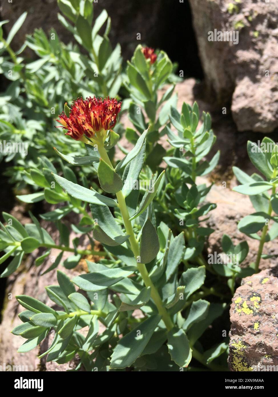 western roseroot (Rhodiola integrifolia) Plantae Stock Photo - Alamy