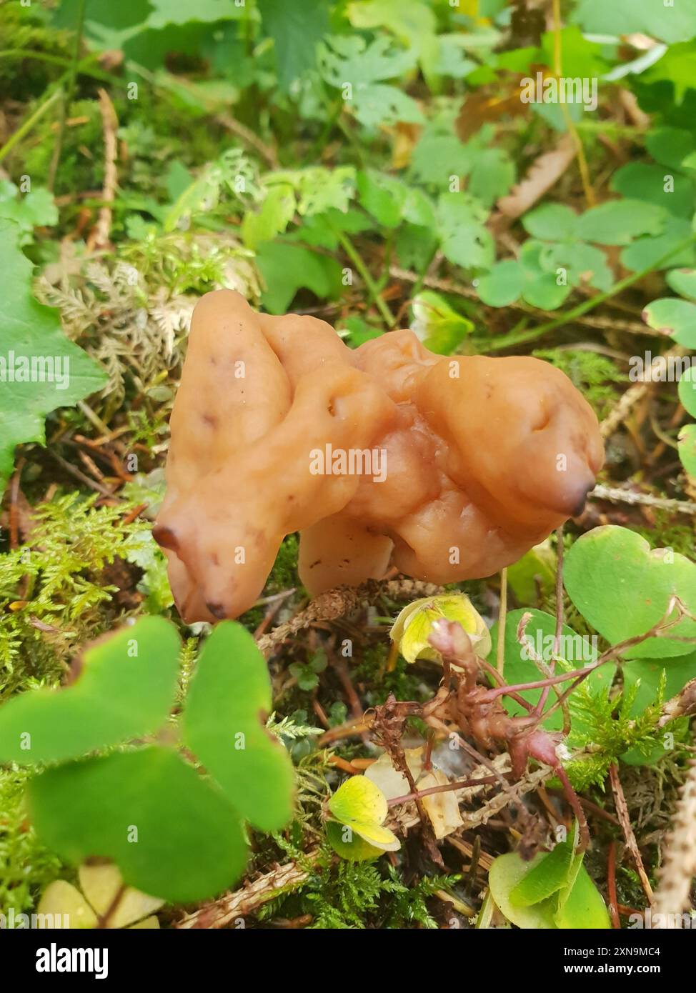 Saddle-shaped False Morel (Gyromitra infula) Fungi Stock Photo - Alamy