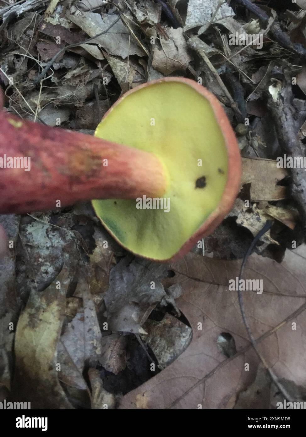 two-colored bolete (Baorangia bicolor) Fungi Stock Photo - Alamy